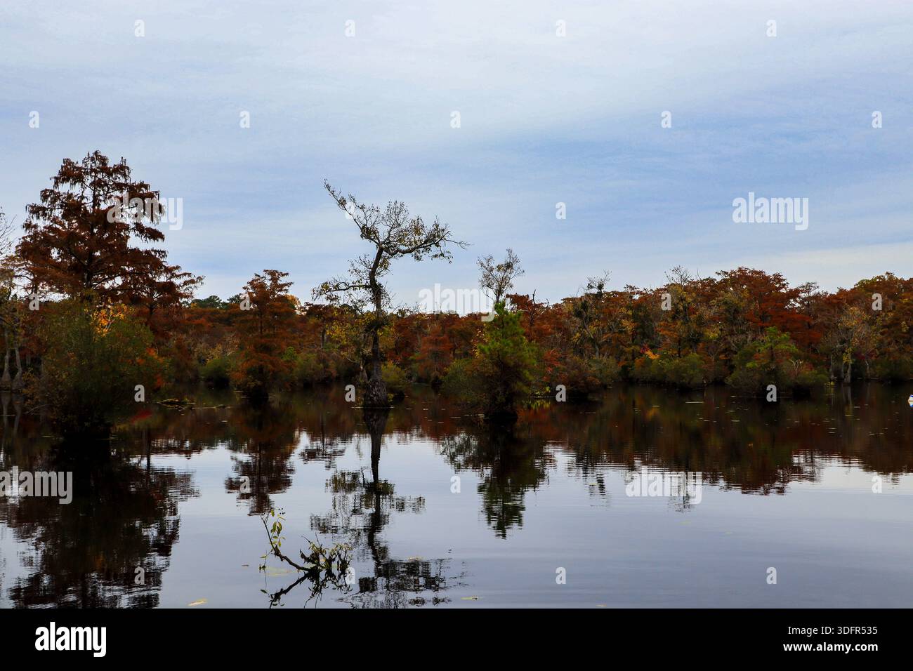 Wooden boardwalk path leading through dense autumn forest, inviting ...