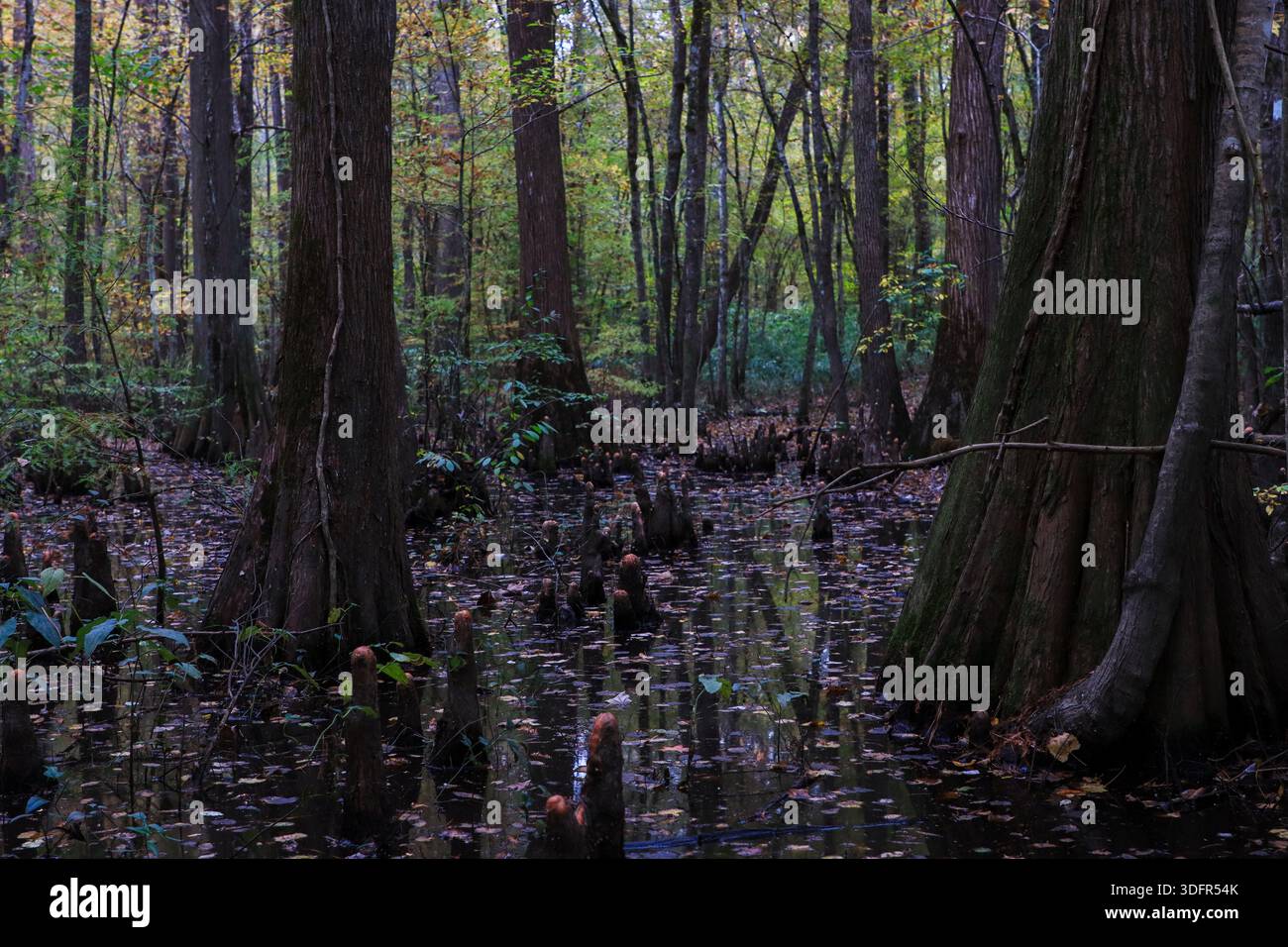 Moody swamp forest with tall trees and exposed cypress roots rising ...