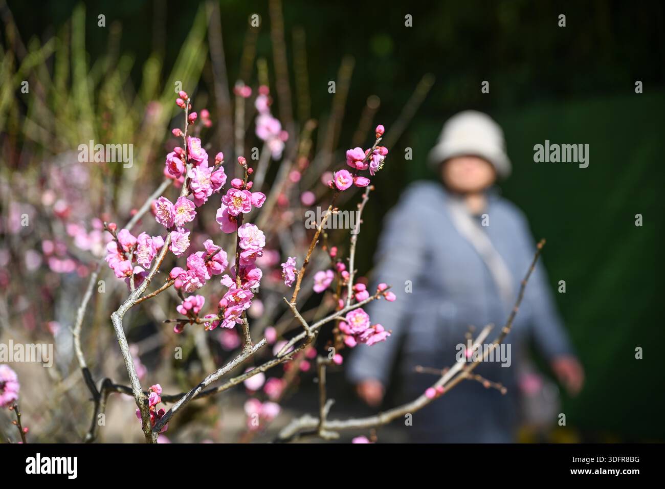 **CHINESE MAINLAND, HONG KONG, MACAU AND TAIWAN OUT**Visitors stroll ...