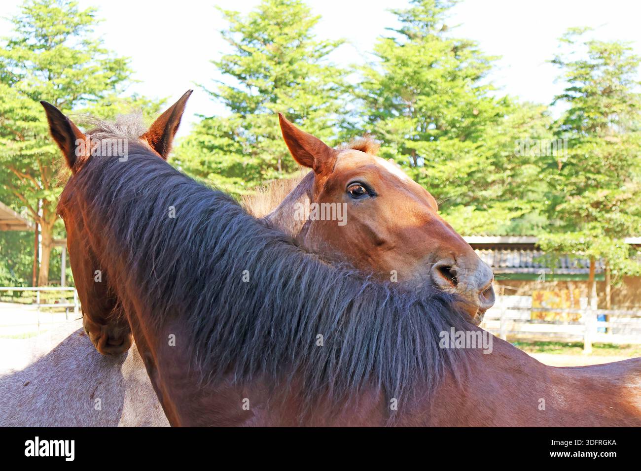 Tender Moment Between Horses, Companionship in Rural Serenity Stock ...