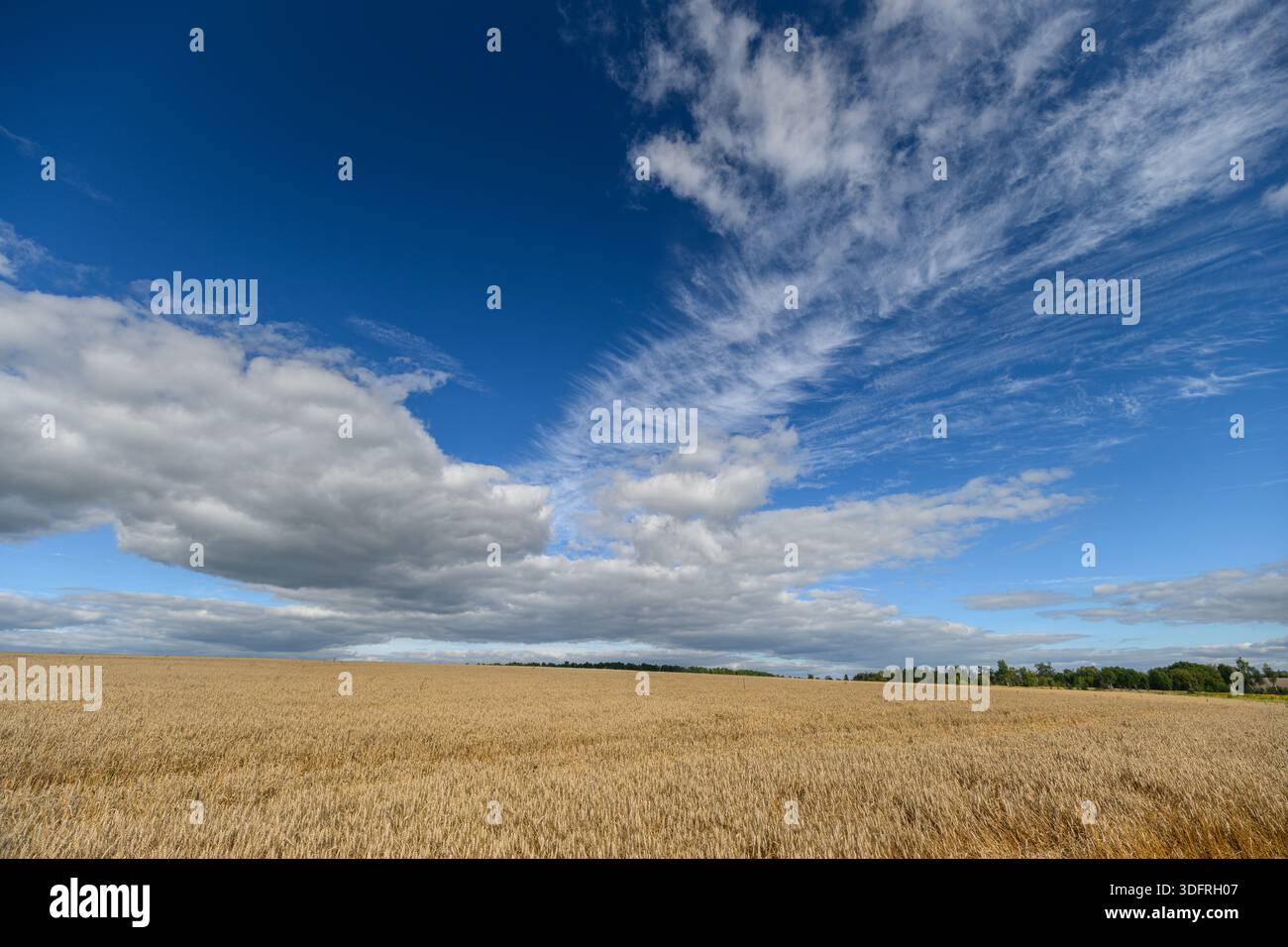 A stunning view shows a vast golden field under a vibrant blue sky with ...