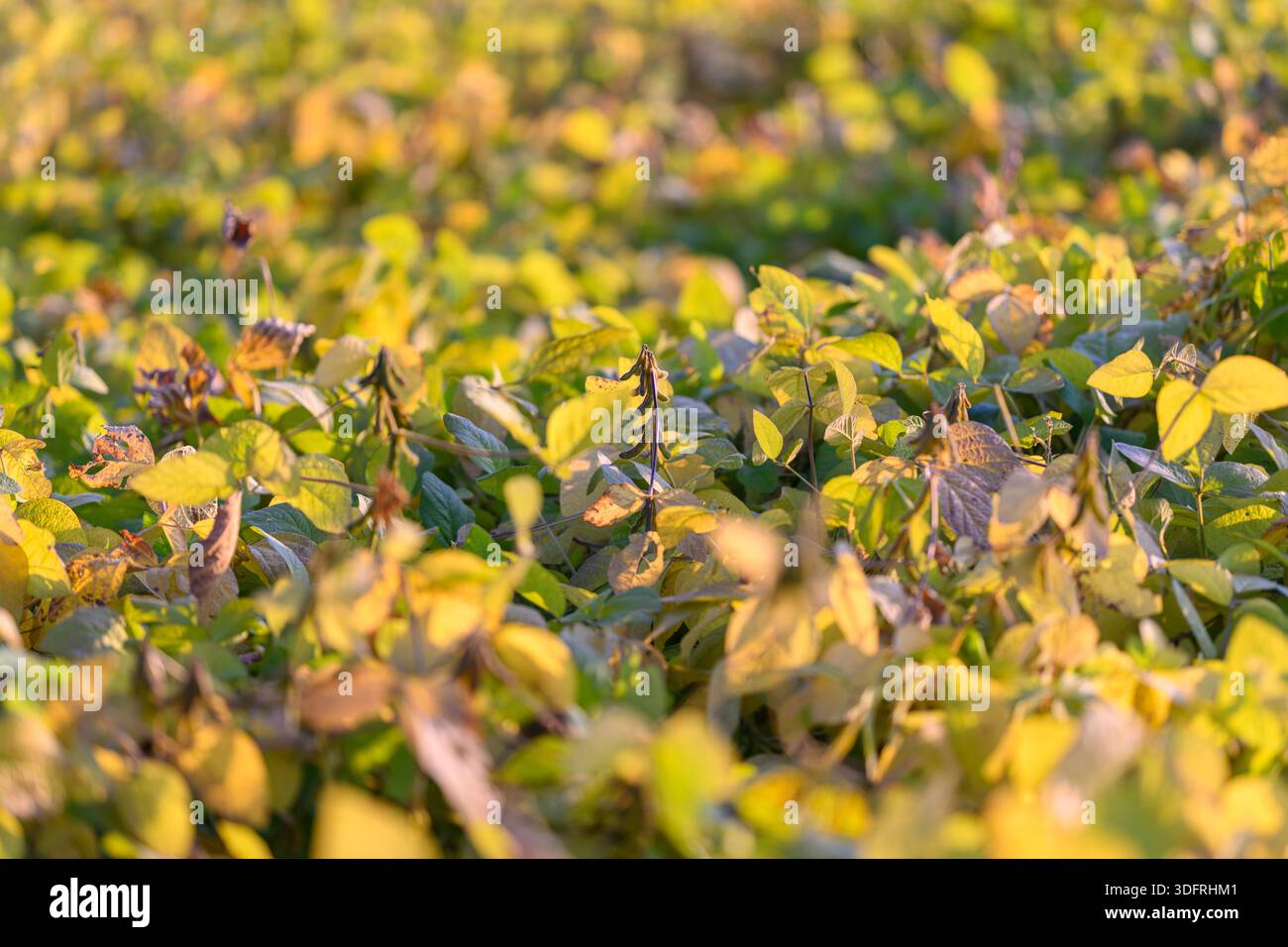Chlorophyll palette hi-res stock photography and images - Alamy