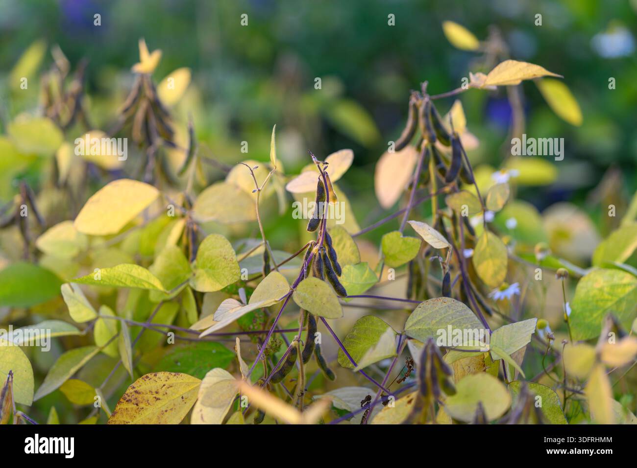Medial kernel hi-res stock photography and images - Alamy