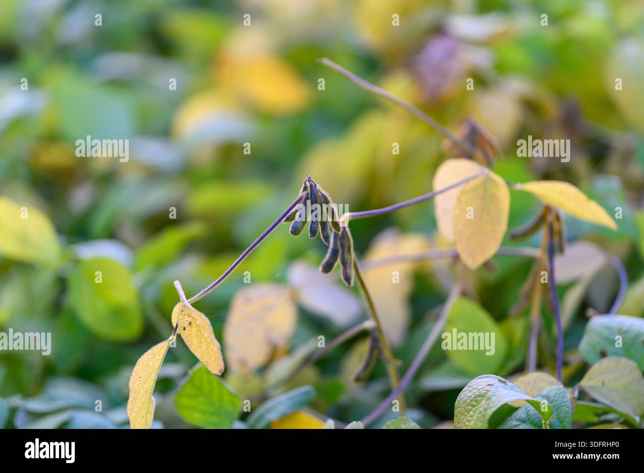 Agronomist monitoring hi-res stock photography and images - Alamy