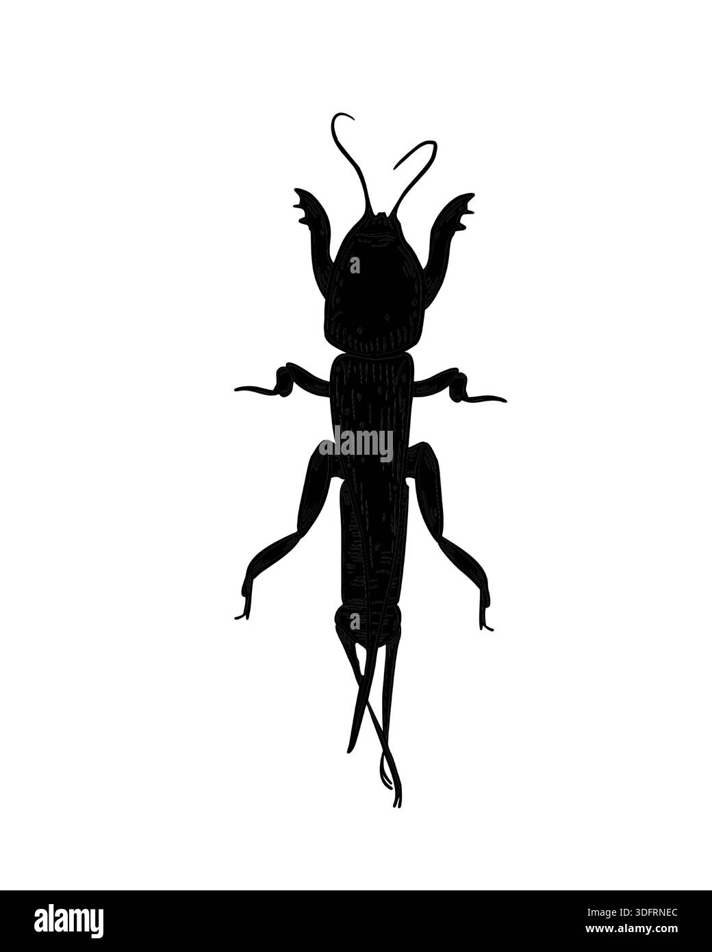 Underground beetle Black and White Stock Photos & Images - Alamy