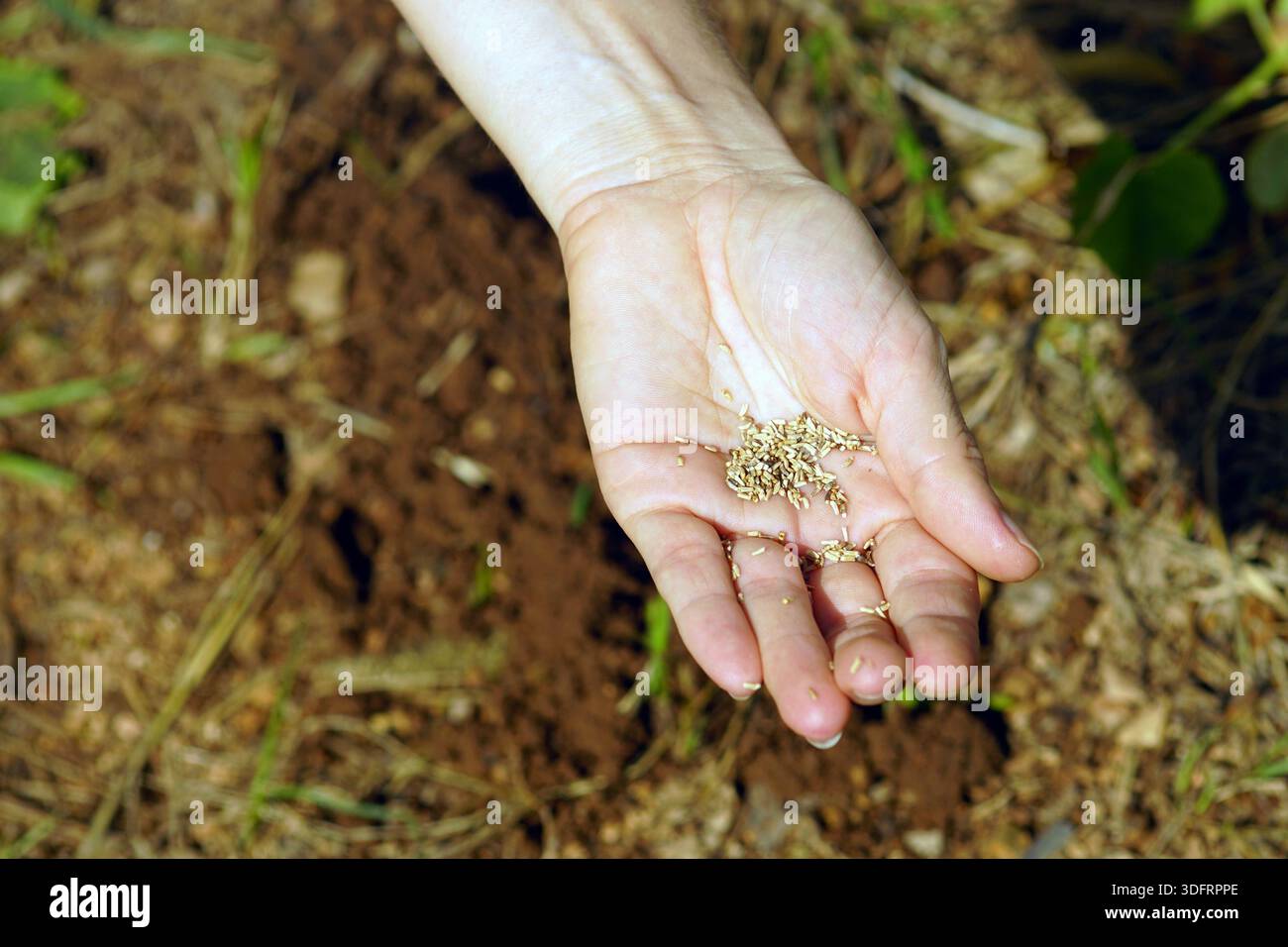 Climate resilient crop hi-res stock photography and images - Alamy