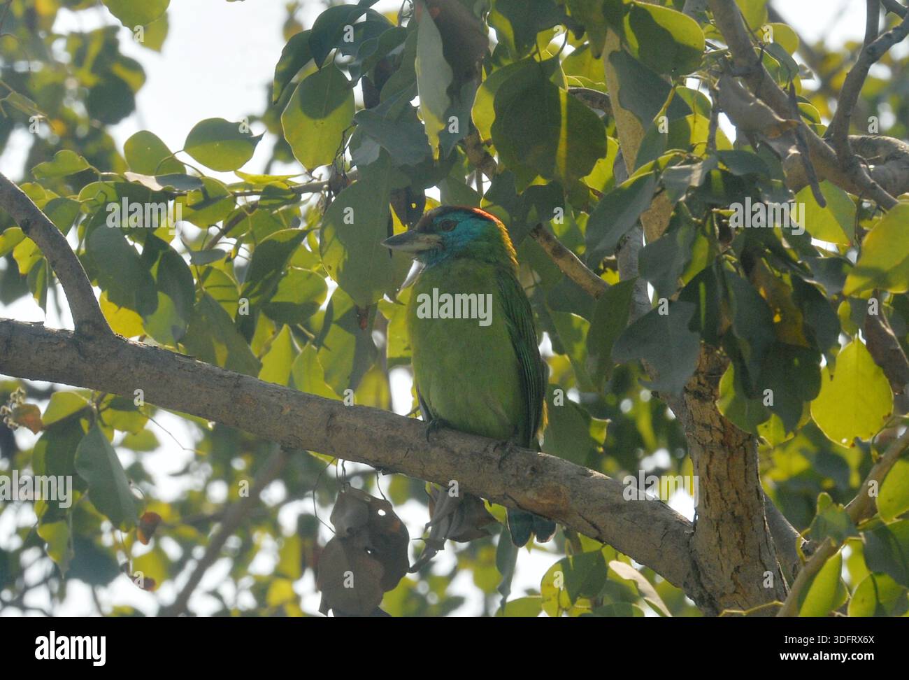 Siliguri, West Bengal, India. 14th Jan, 2026. A Blue Throated Barbet ...