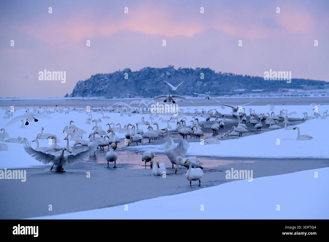 Swans fly in the snow at the National Nature Reserve for Swans in ...