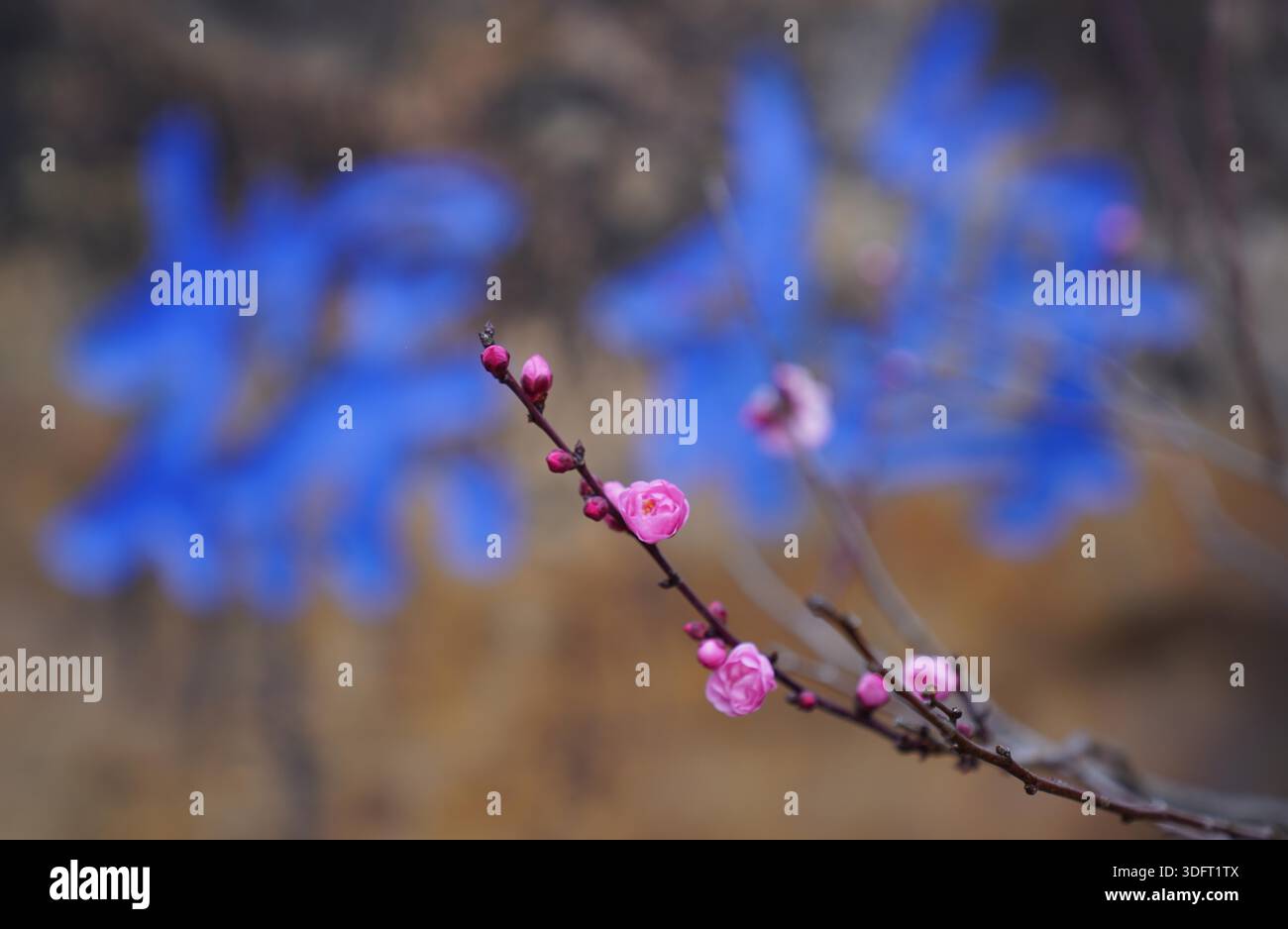Tourists admire plum blossoms at Heilongtan Park in Kunming City ...