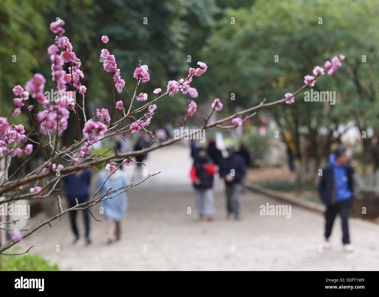 Tourists admire plum blossoms at Heilongtan Park in Kunming City ...