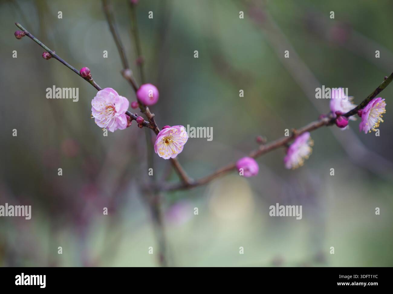 Tourists admire plum blossoms at Heilongtan Park in Kunming City ...