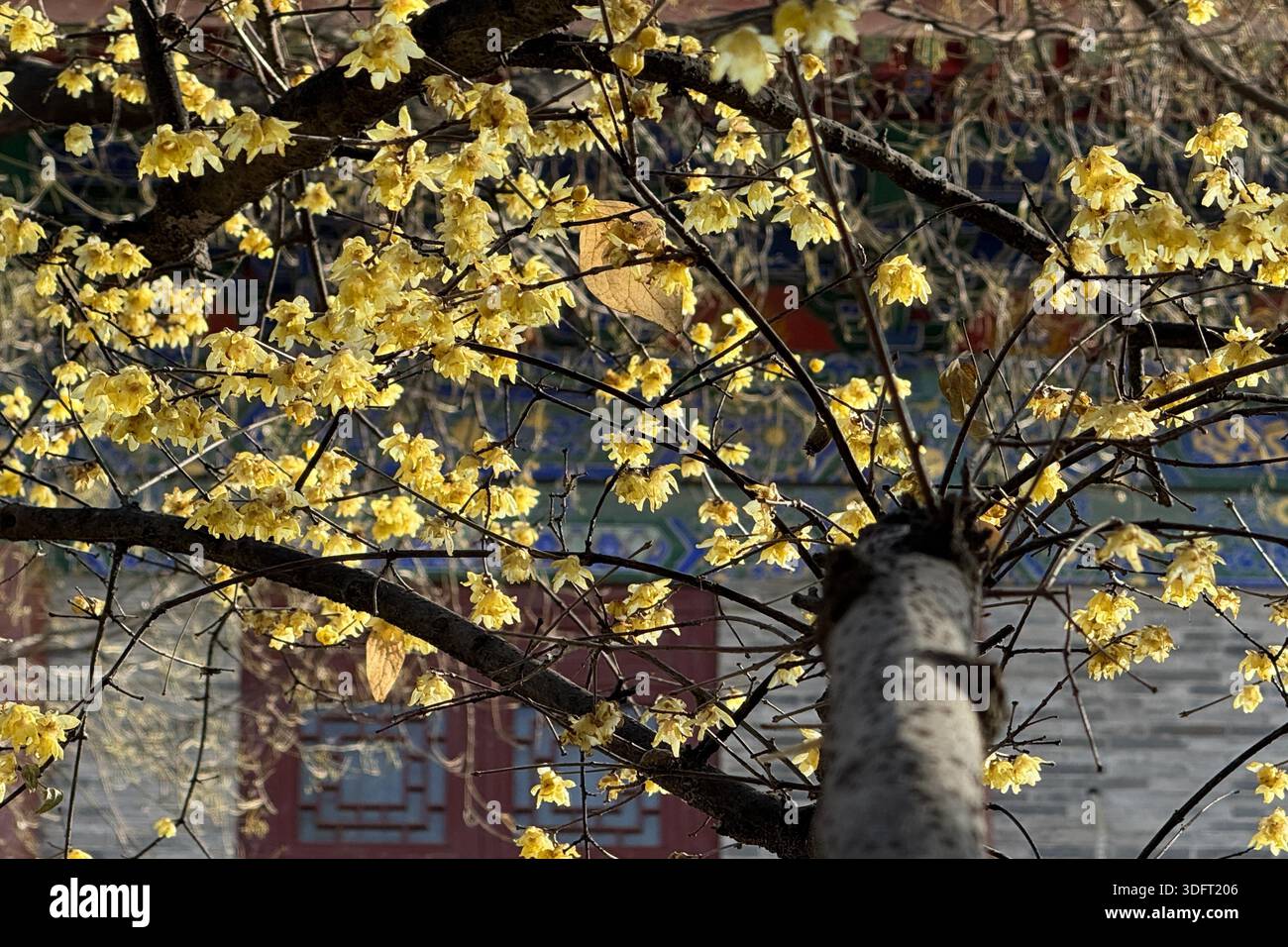 Tourists visit Daxingshan Temple as century-old wintersweet trees reach ...