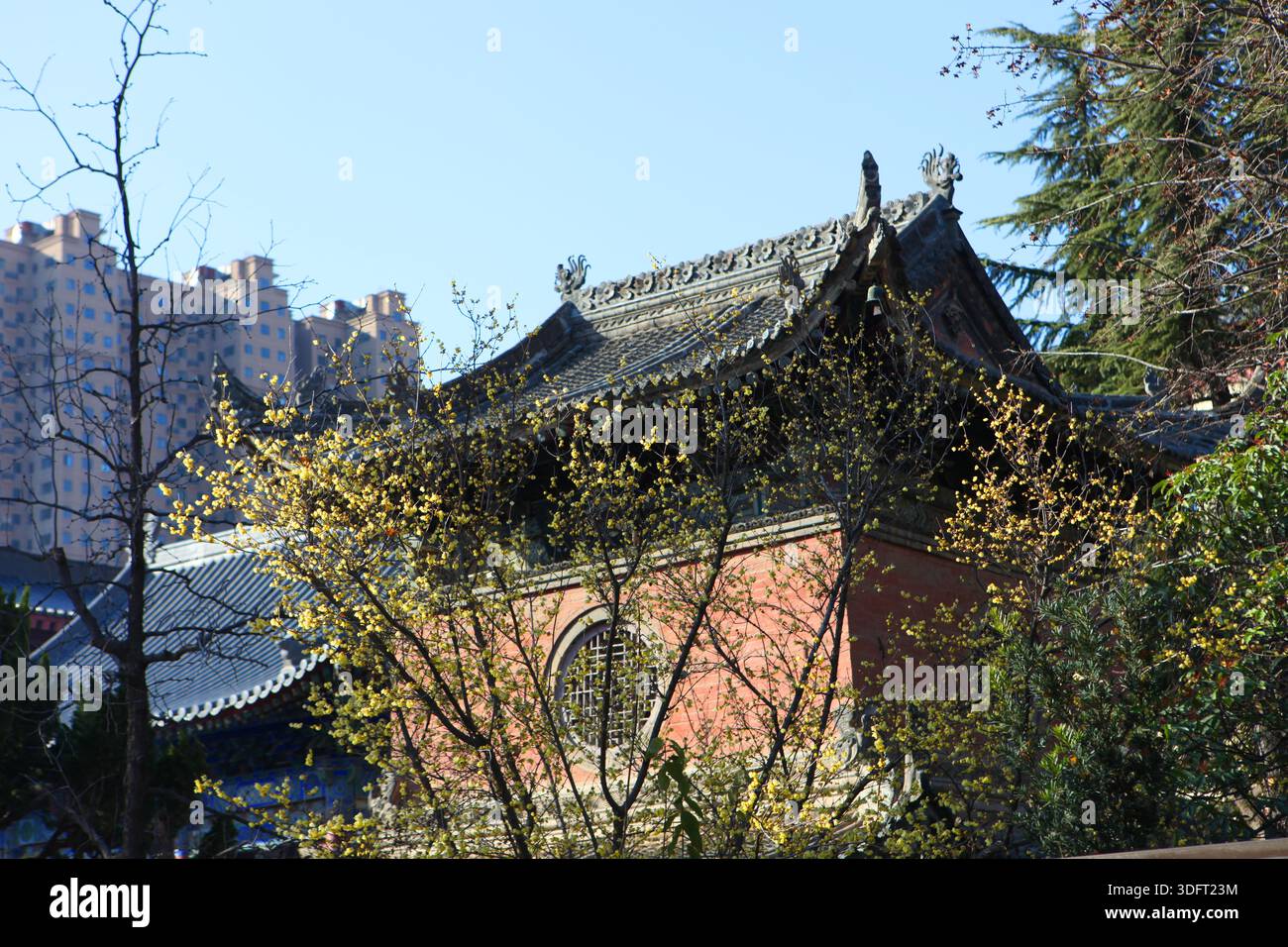 Tourists visit Daxingshan Temple as century-old wintersweet trees reach ...