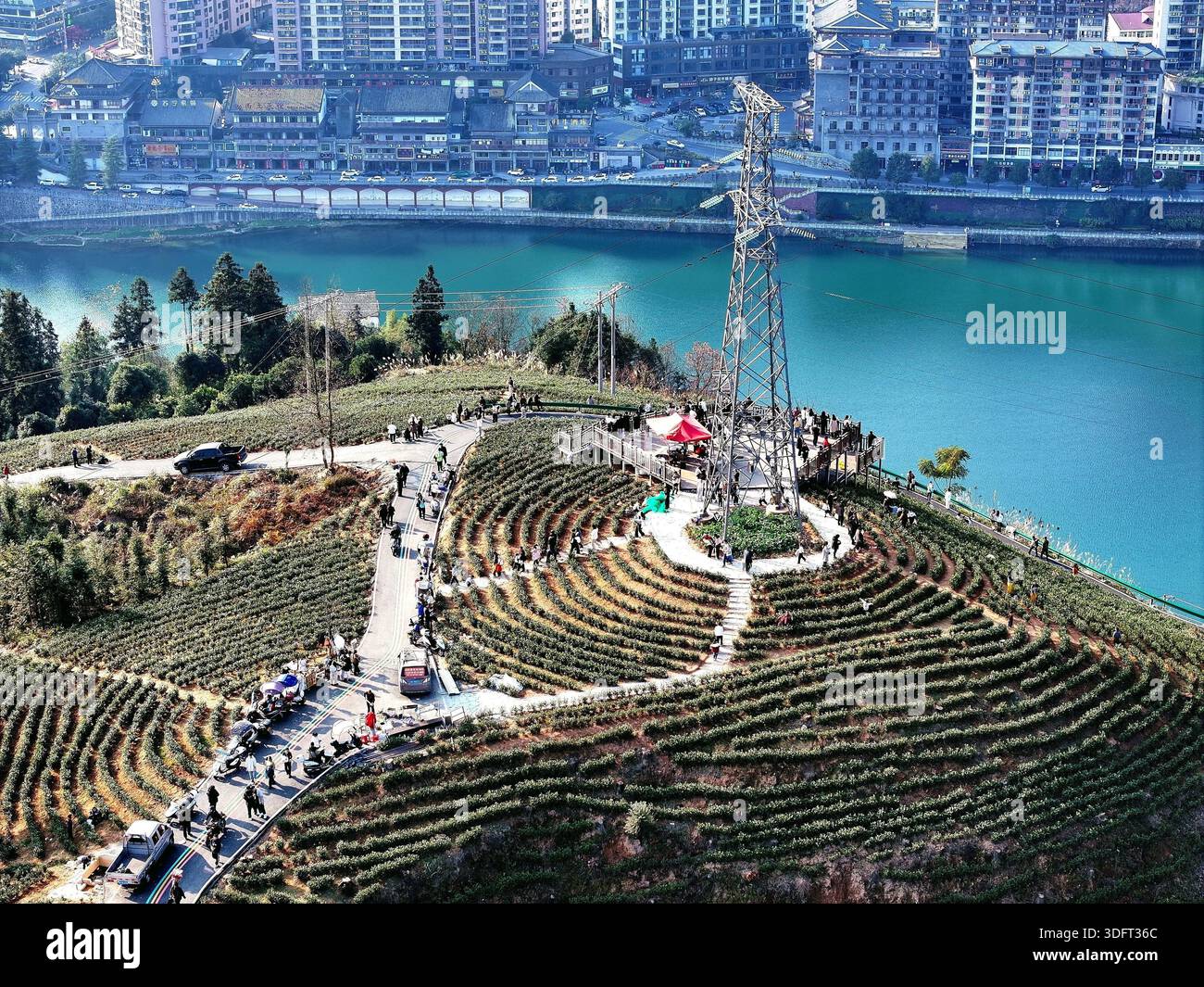 Aerial photo shows the white tea plantation base in Panzhai Village ...