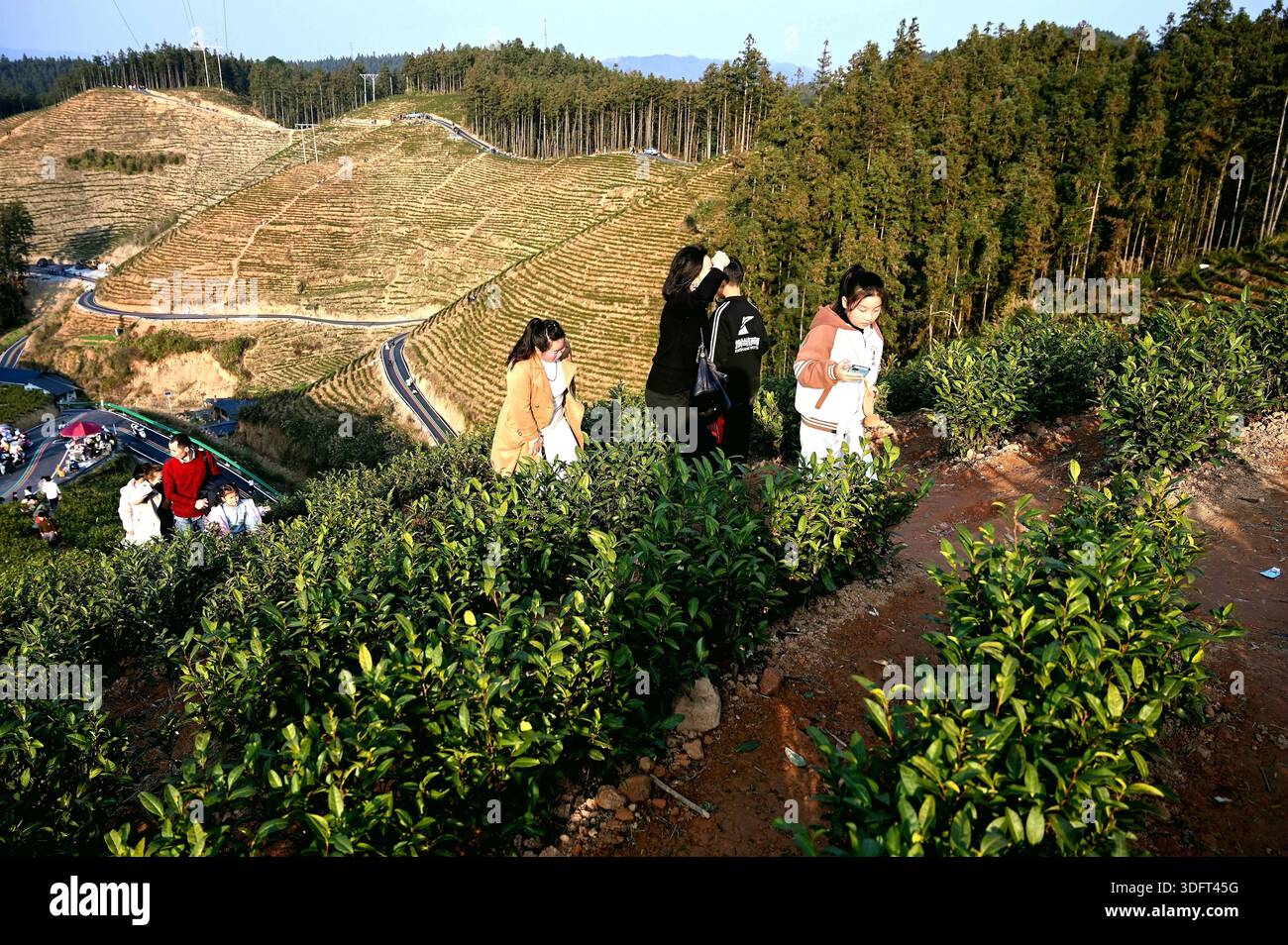 Aerial photo shows the white tea plantation base in Panzhai Village ...