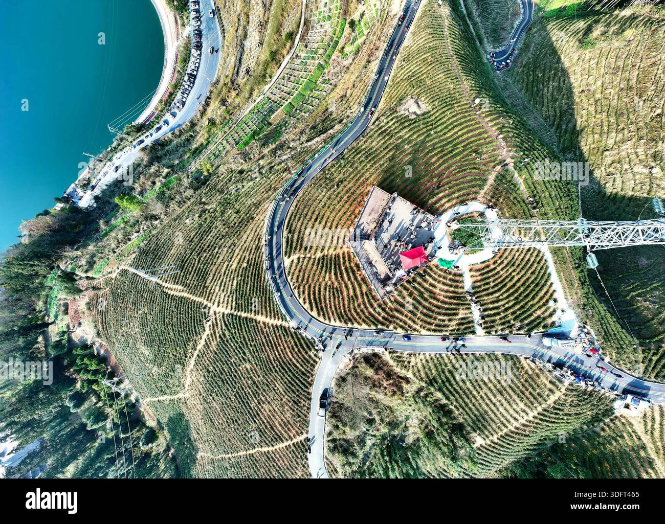 Aerial photo shows the white tea plantation base in Panzhai Village ...