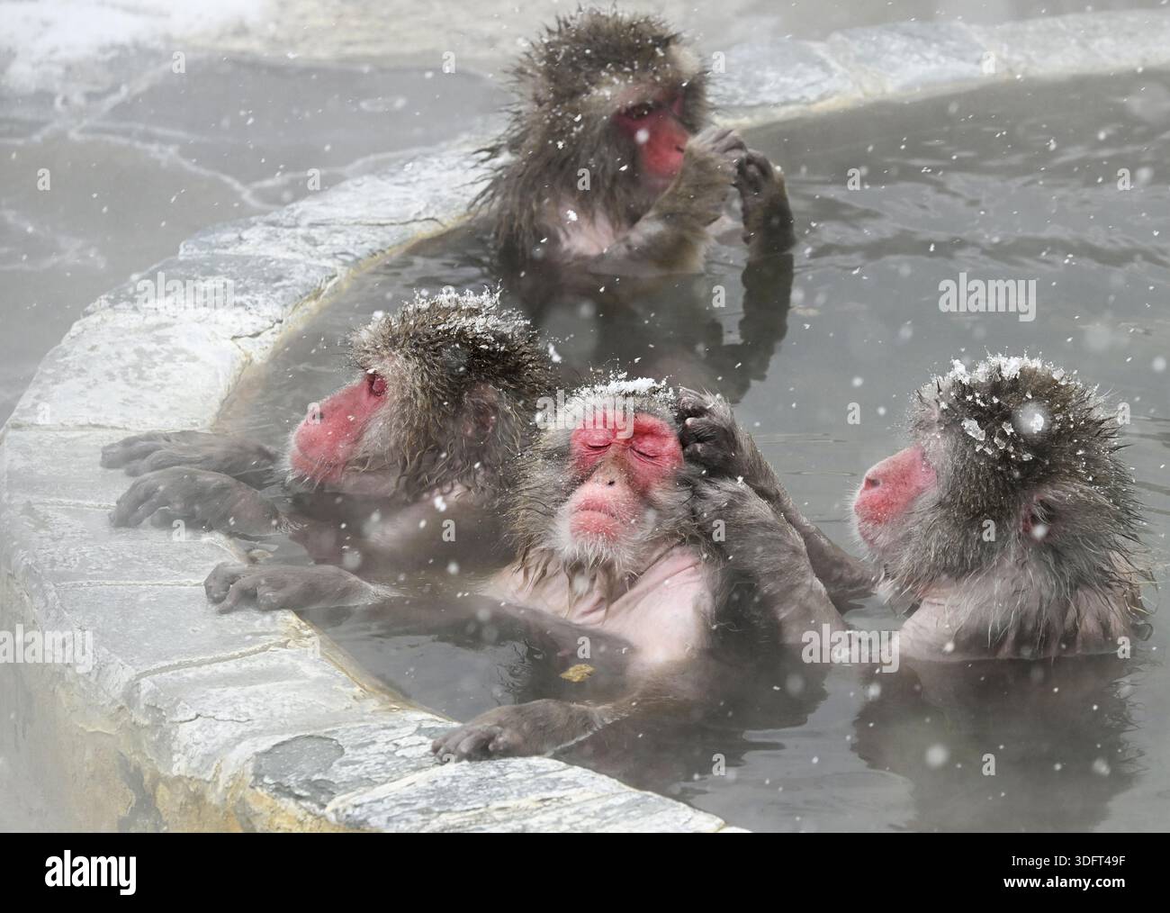 Japanese monkeys soak in an open-air hot spring at the Hakodate ...