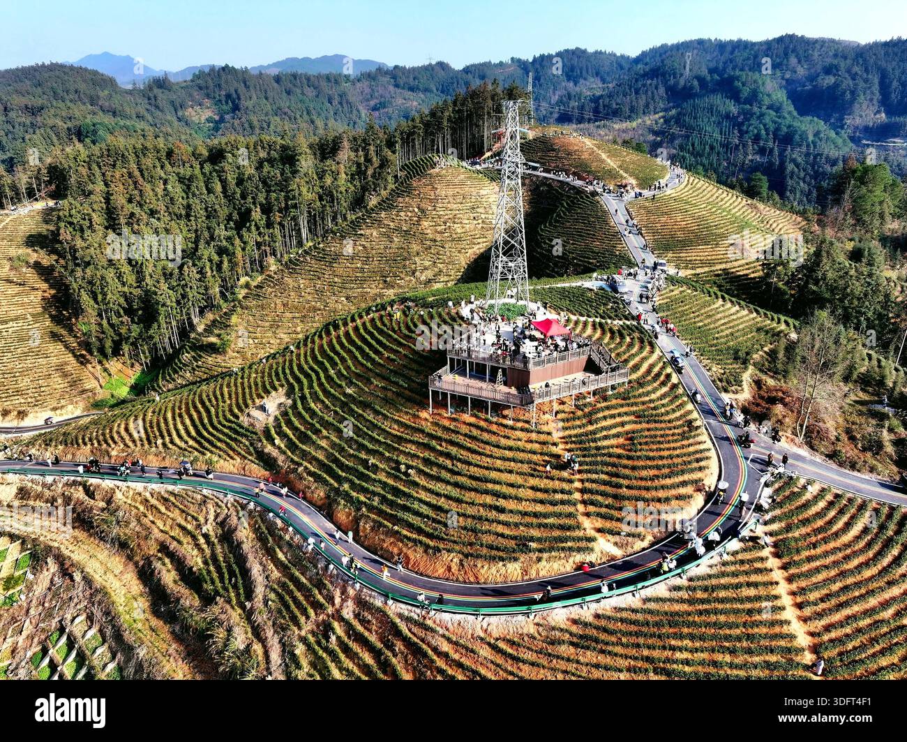 Aerial photo shows the white tea plantation base in Panzhai Village ...