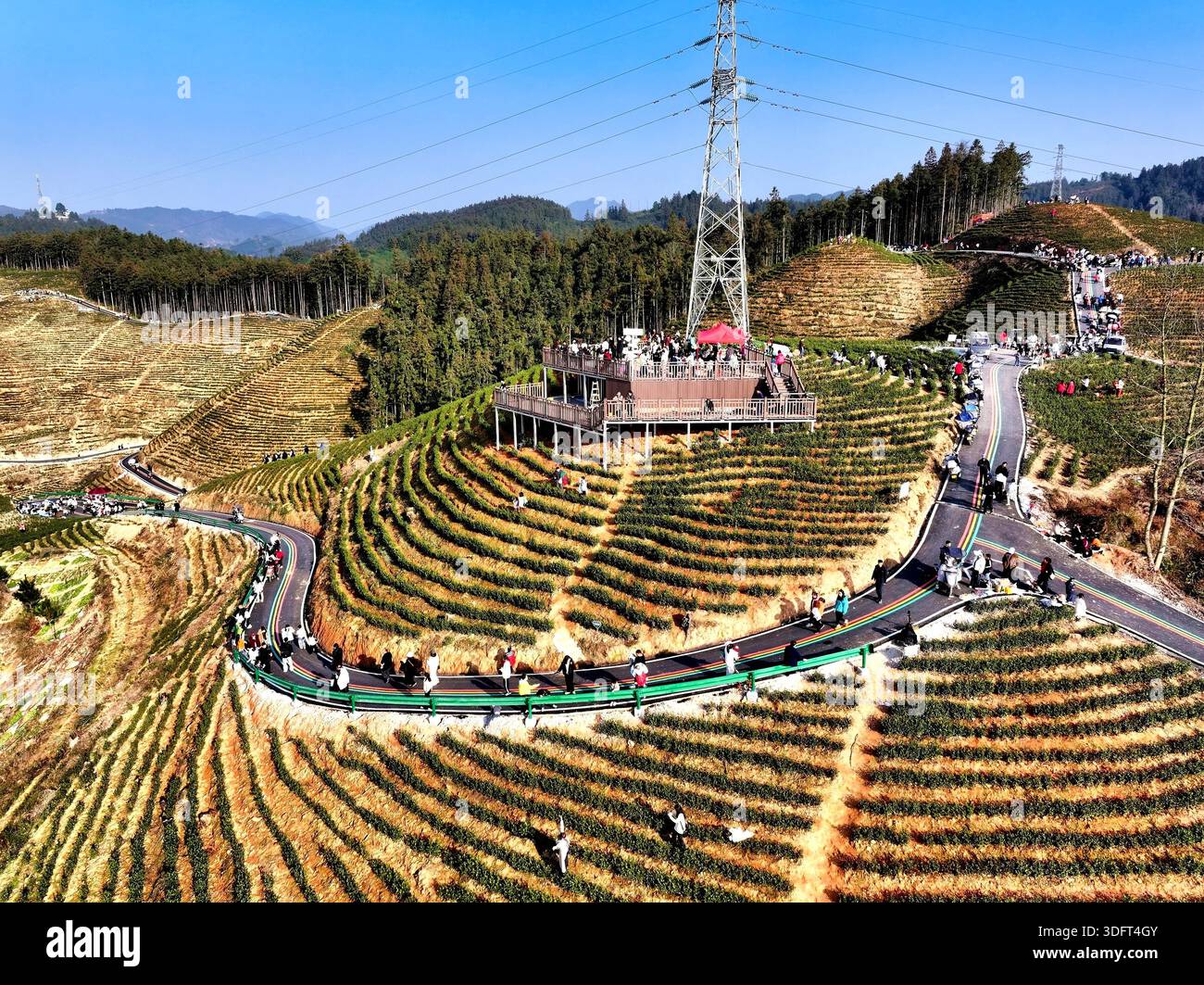 Aerial photo shows the white tea plantation base in Panzhai Village ...