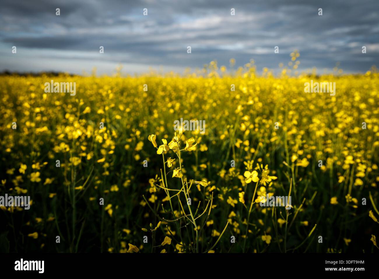 Canola plants bloom in a pasture on a farm near Cremona, Alta., Friday ...