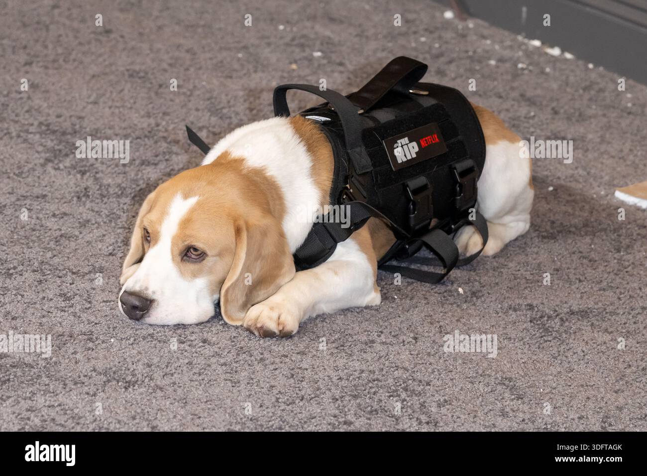Wilbur attends Netflix's "The Rip" New York Premiere at Alice Tully ...