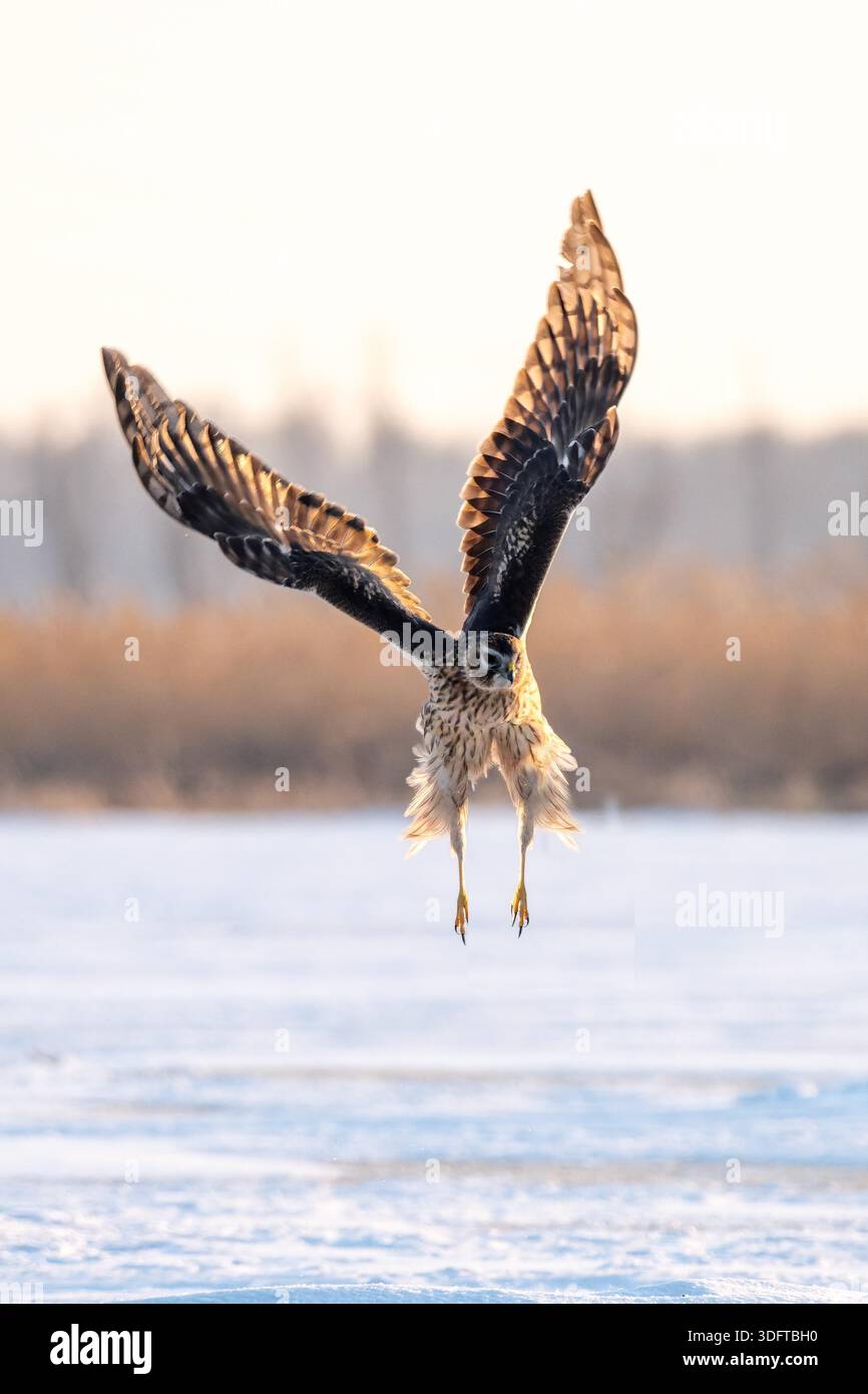 A northern harrier forages in the wetland amid cold temperature at ...