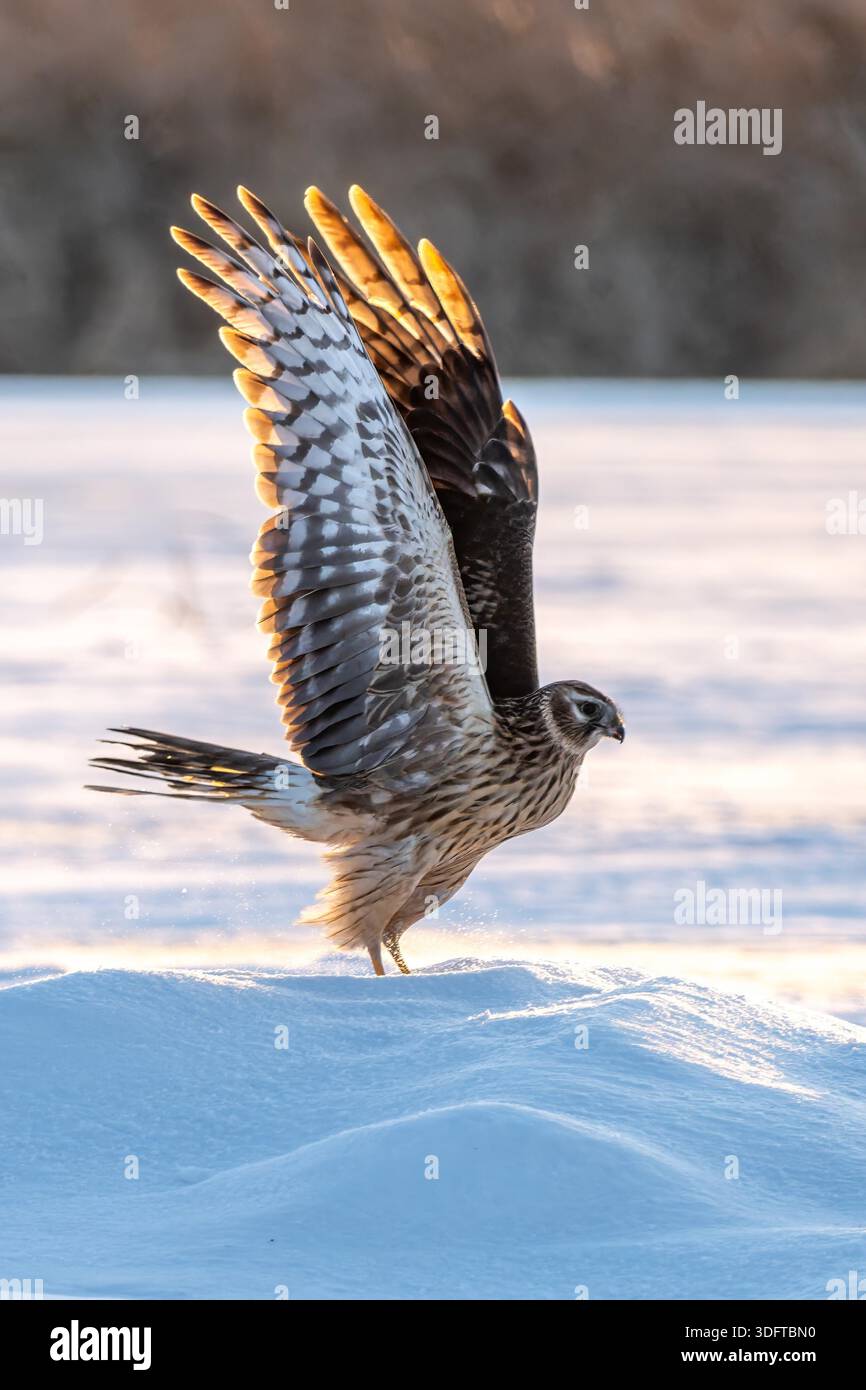 A northern harrier forages in the wetland amid cold temperature at ...