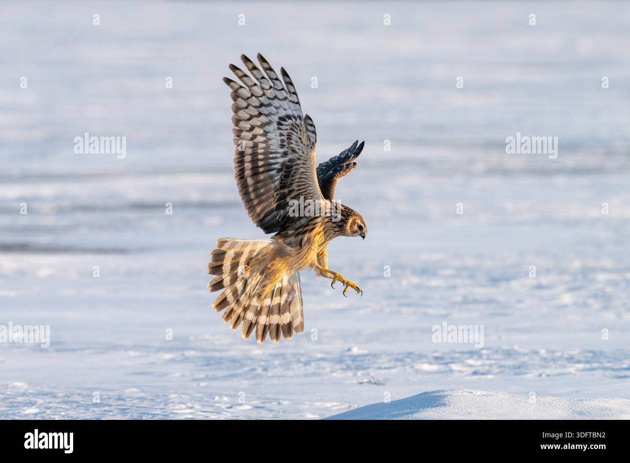 A northern harrier forages in the wetland amid cold temperature at ...