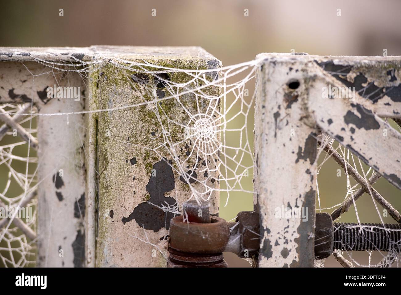 Dorney, Buckinghamshire, UK. 14th January, 2026. A frozen cobweb on a ...