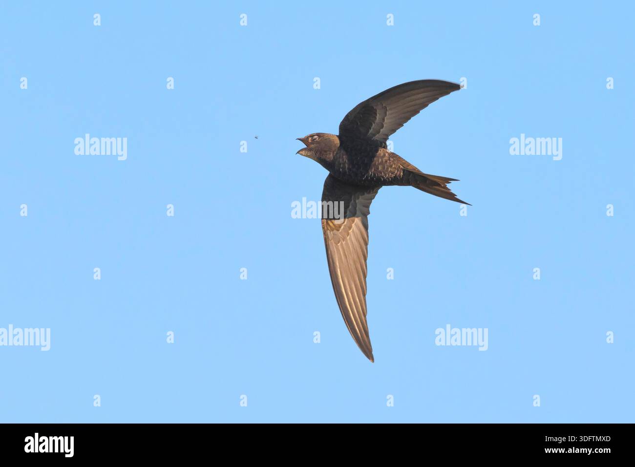 Eurasian swift (Apus apus), hunting insects in flight, Italy, Tuscany ...