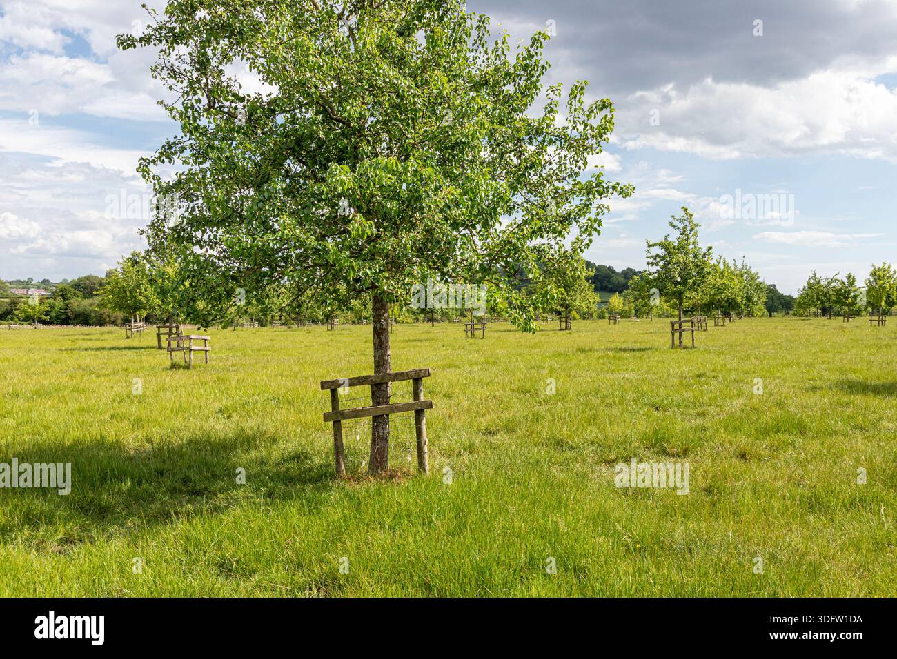 A comprehensive collection of historic perry pears growing at the ...