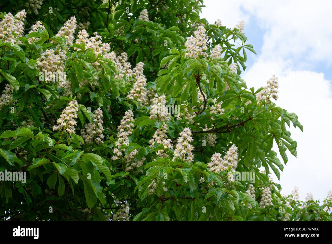 Panicles of horse chestnut tree in bloom, Castanea flowers in spring ...