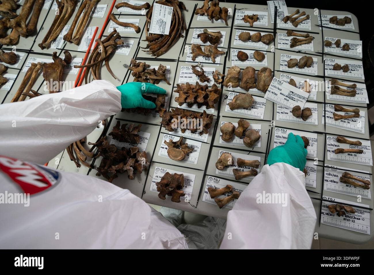 A technician organizes bone fragments at the forensic lab in Ciudad ...
