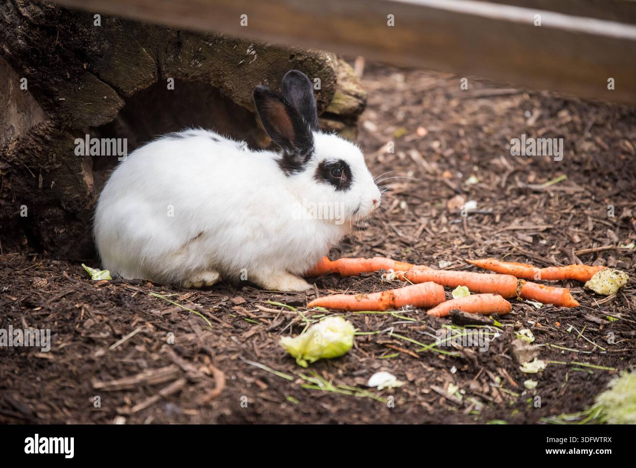 White rabbit black ears eating hi-res stock photography and images - Alamy