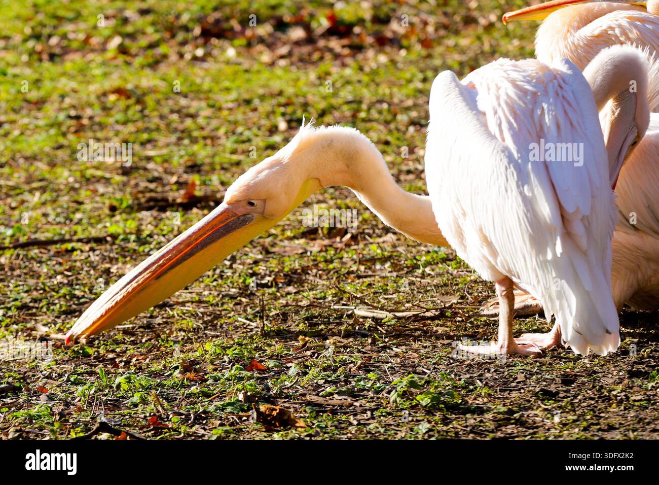 London. UK. 14 Jan 2026. Pelicans in St James Park, London in the ...