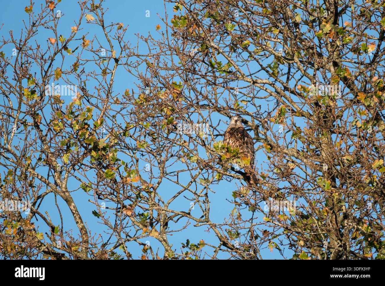 Red kite (Milvus milvus). Perched in an old Oak tree. Rhayader Wales UK ...