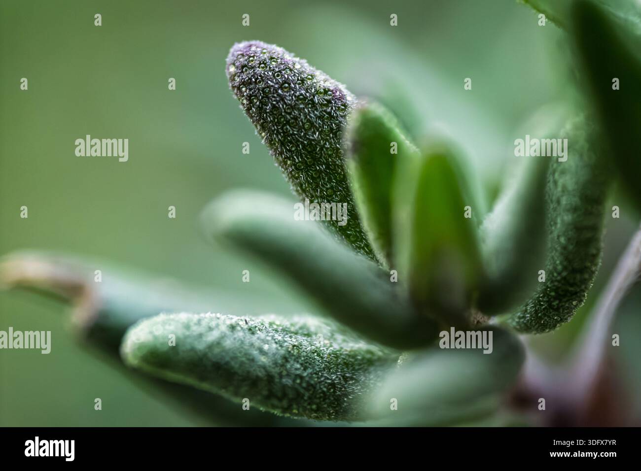 Macro photograph of thyme (Thymus) plant bud Stock Photo - Alamy