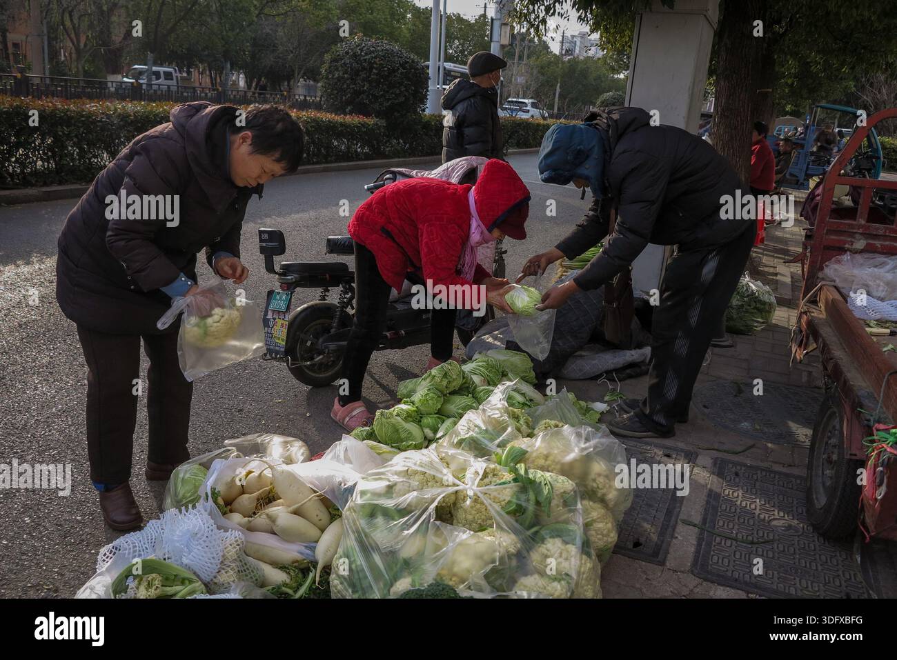 Three people are selecting vegetables (like cabbages and cauliflowers ...