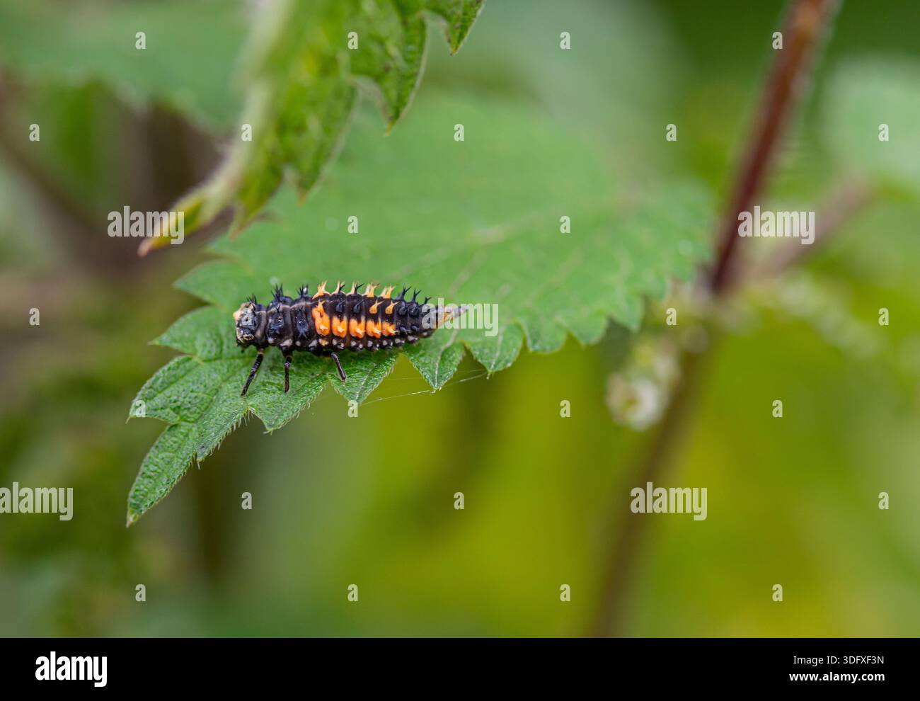 Ladybird larvae molting skin hi-res stock photography and images - Alamy