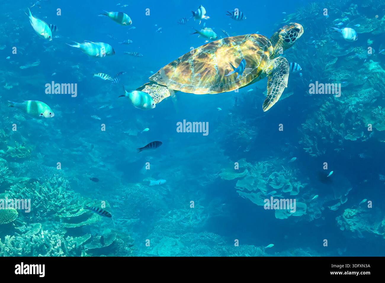 Green turtle lady elliot island hi-res stock photography and images - Alamy