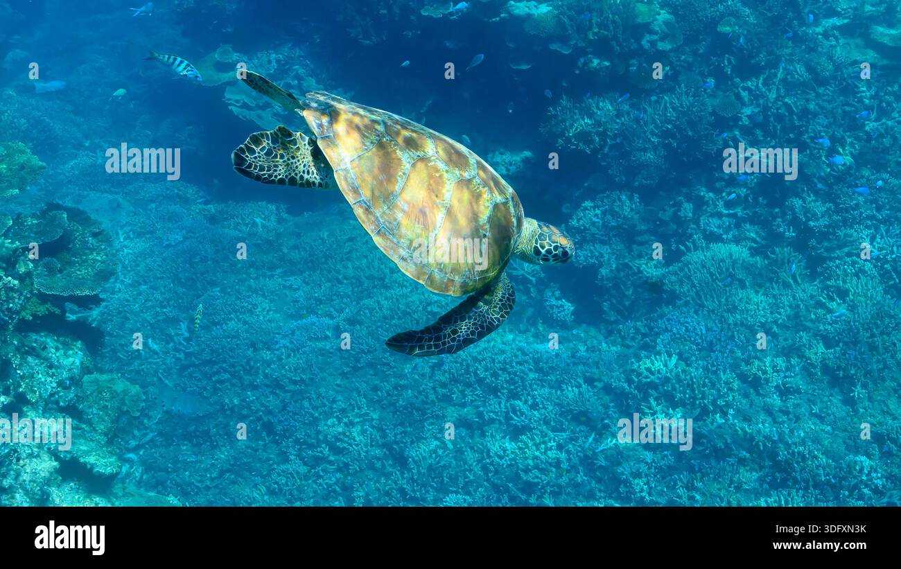 Green turtle lady elliot island hi-res stock photography and images - Alamy
