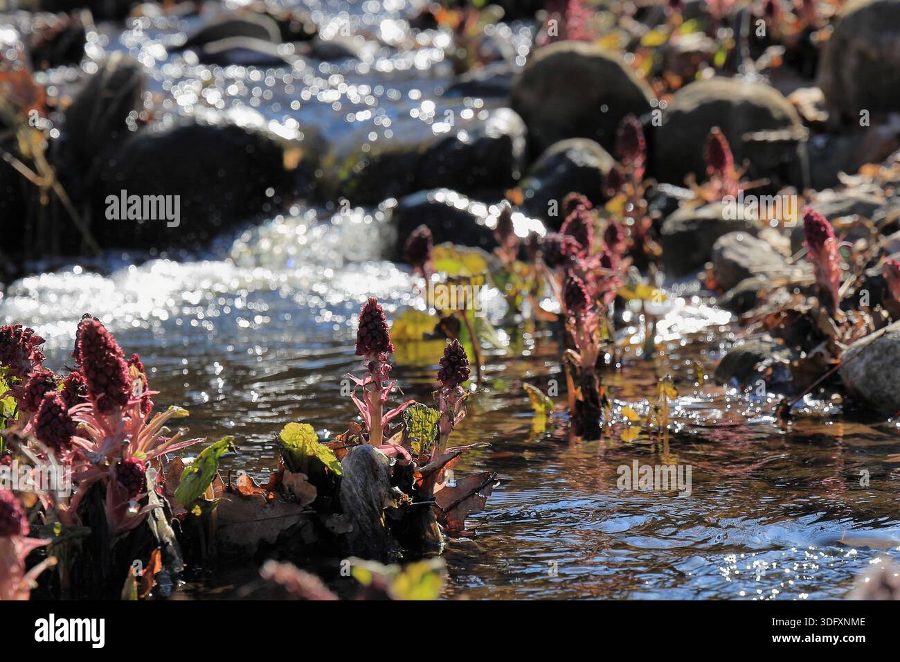 A spring day with beautiful burgundy Persicaria amphibia flowers in the ...