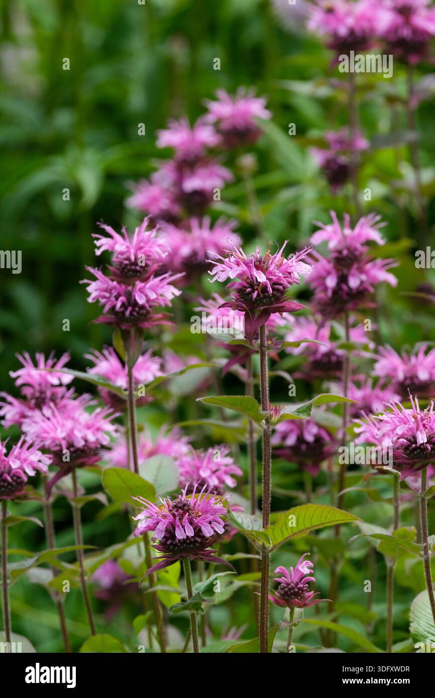 Monarda elsies lavender hi-res stock photography and images - Alamy