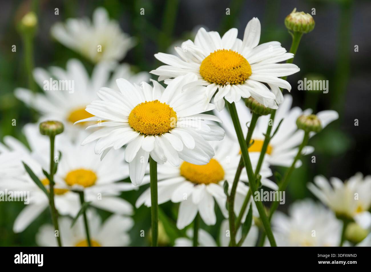Leucanthemum × superbum Snowcap, Shasta daisy Snowcap, dark green ...