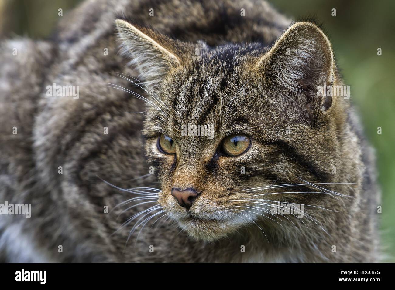 Scottish Wildcat (felis silvestris grampia) UK Stock Photo - Alamy
