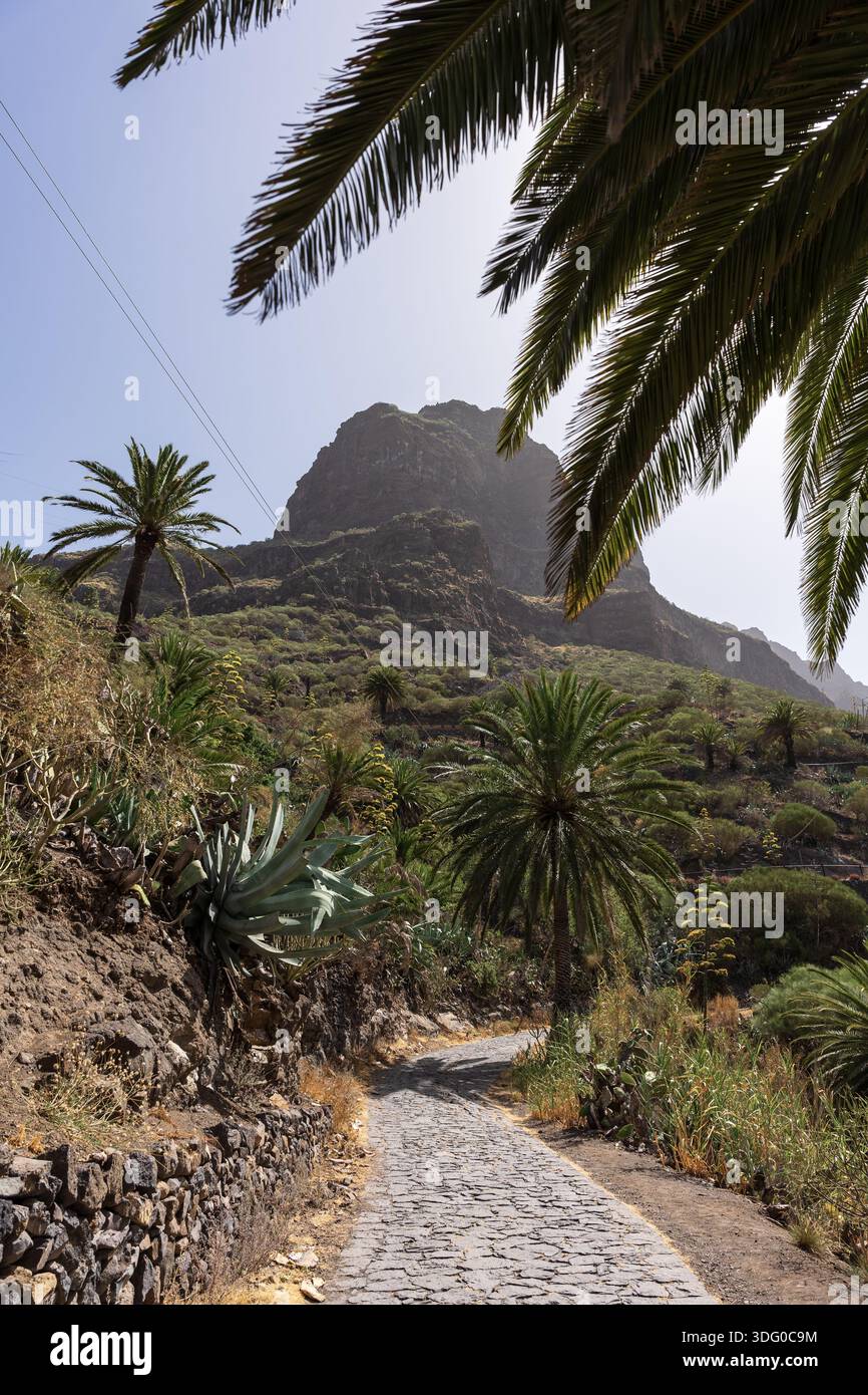 Cobblestone path lined with palms and agave leads to rocky peak in ...