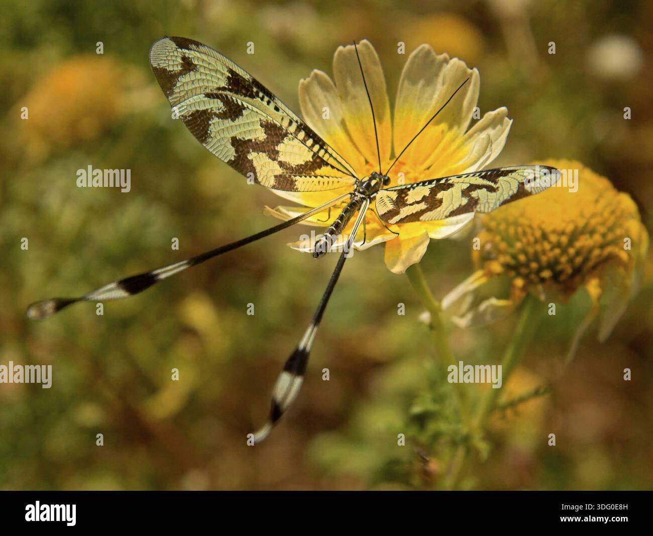 Greek Butterfly On A Daisy Stock Photo - Alamy