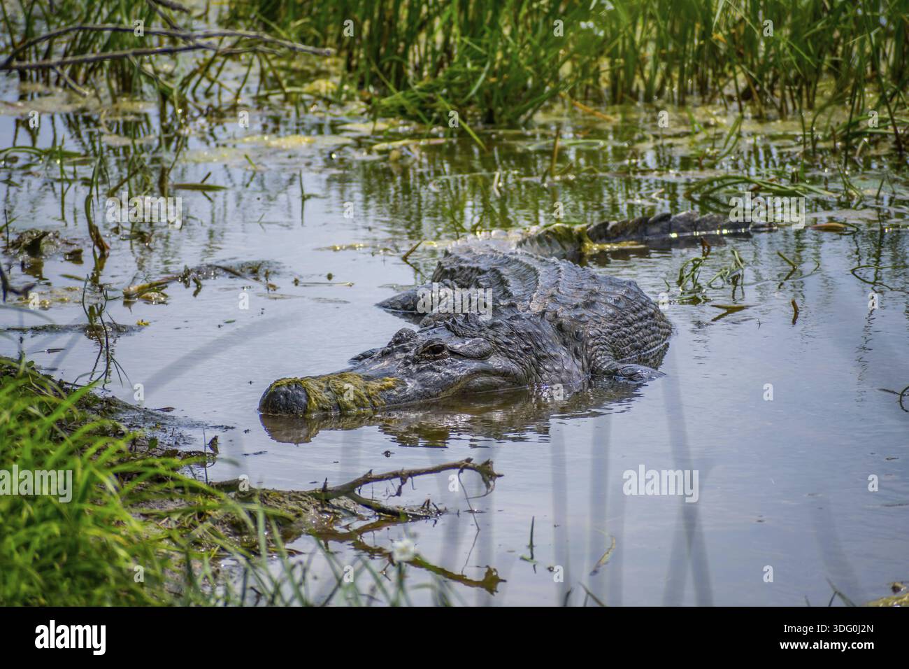 A reptilian commonly known as gator swimming around the swamp of ...