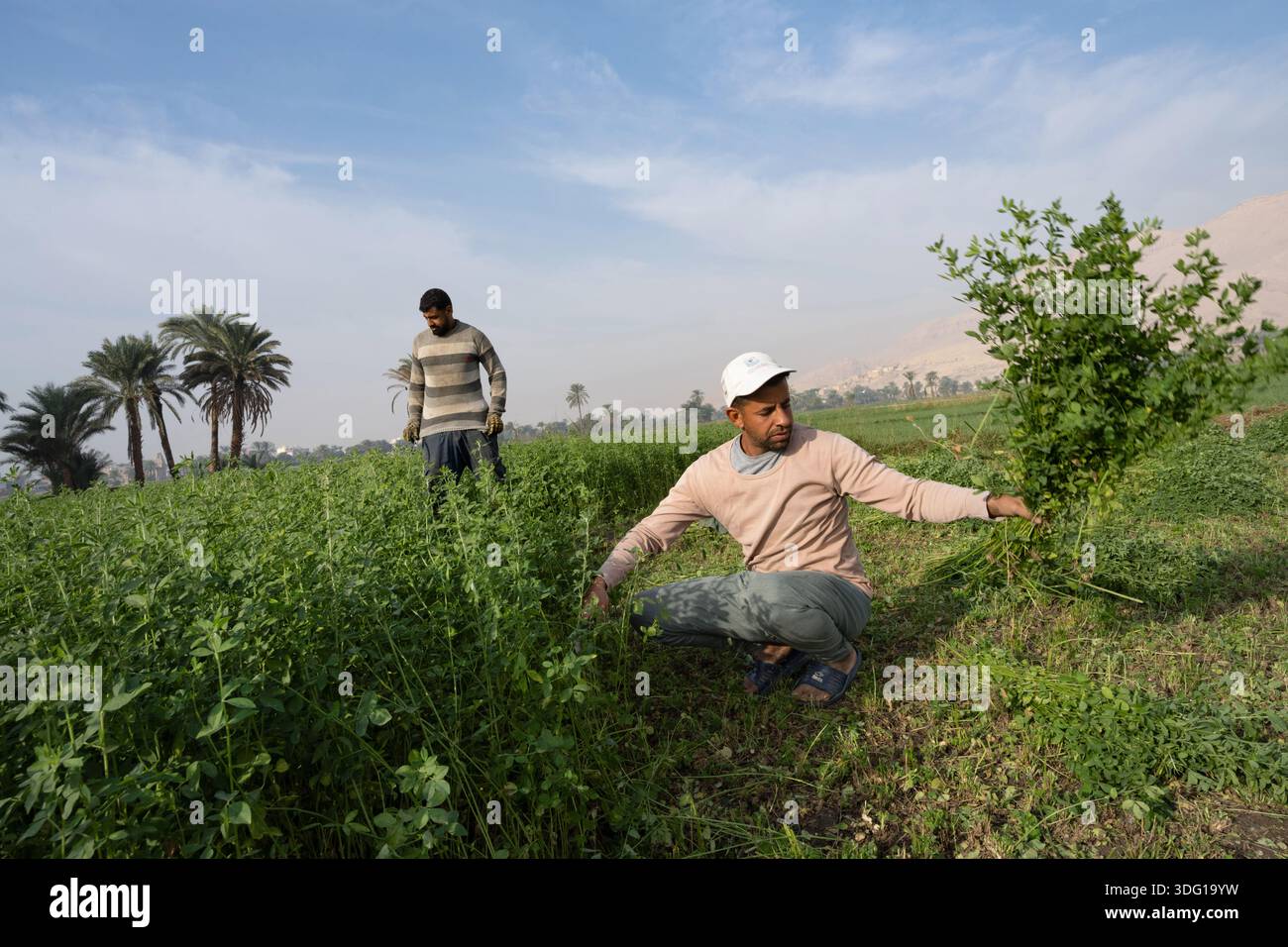 Egyptian farmers work in a green field of plants grown as cattle fodder ...