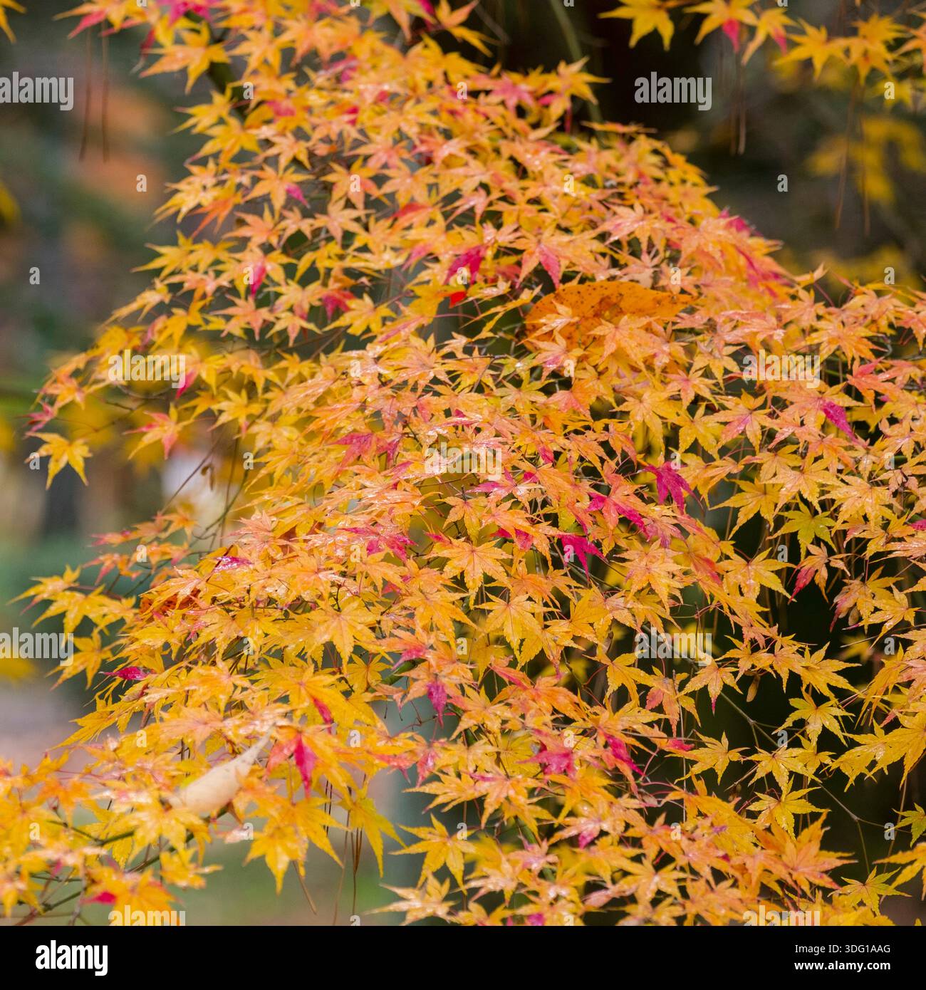 Kyoto Gyoen National Garden showcases the vibrant beauty of autumn ...